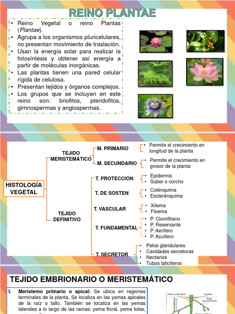 Reino Plantae | PDF | Flores | Tallo de la planta