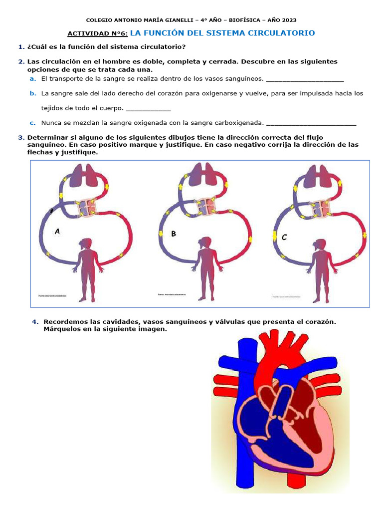 5 A Actividad N 6 La Funcion Del Sistema Circulatorio Pdf Sistema