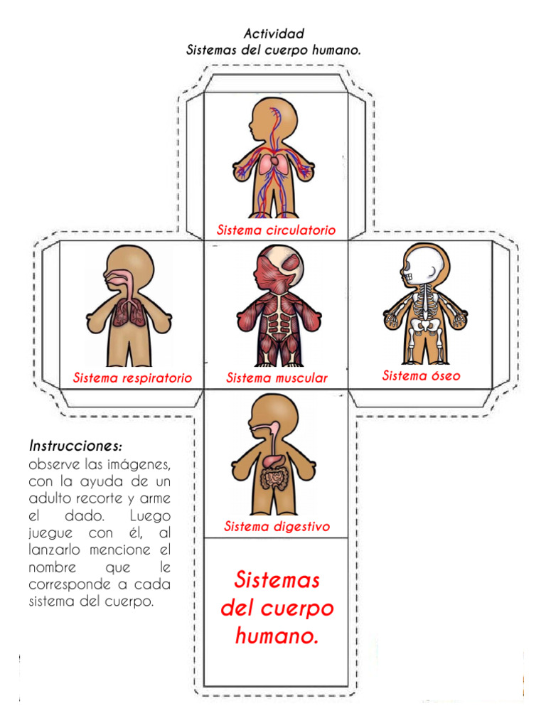 Sistemas Del Cuerpo | PDF
