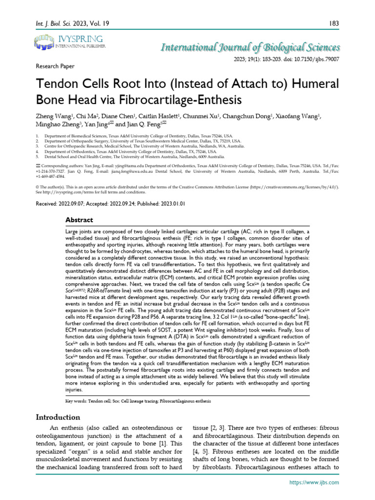 Tendon Cells Root Into (Instead of Attach To) Humeral Bone Head Via ...