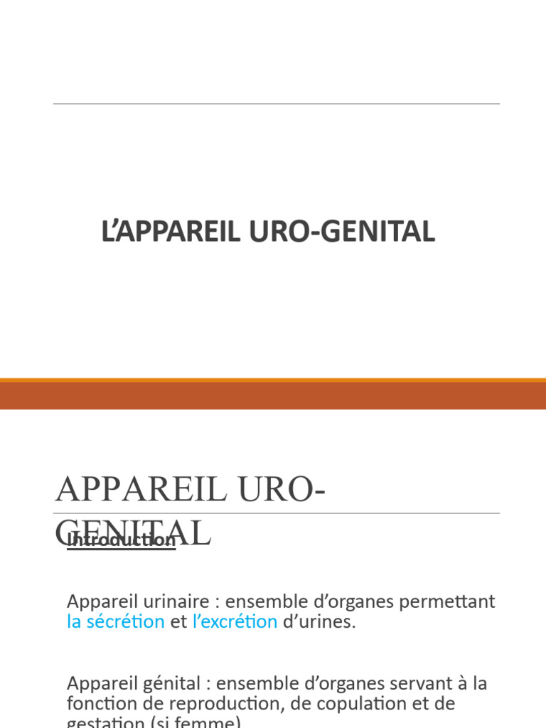 Anatomie de l'appareil uro-génital | PDF | Appareil urinaire | Rein