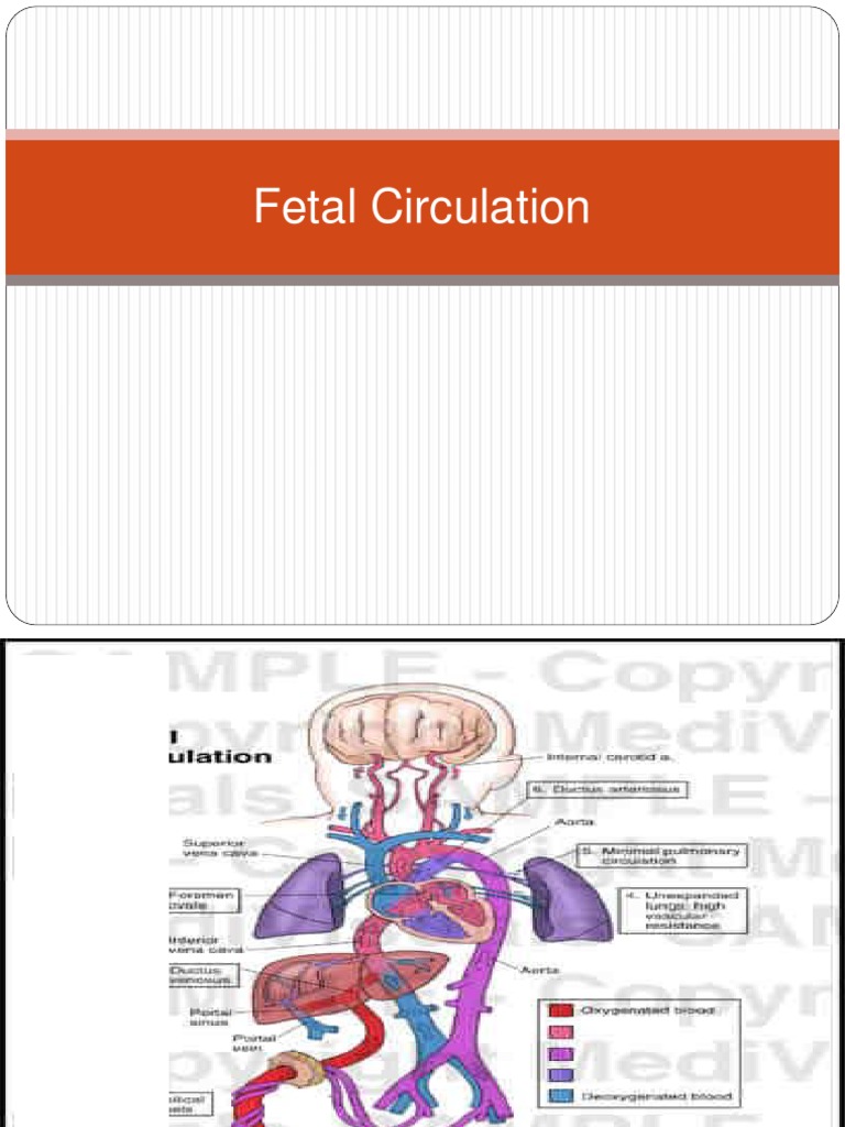 Understanding Fetal Circulation System | PDF | Placenta | Fetus
