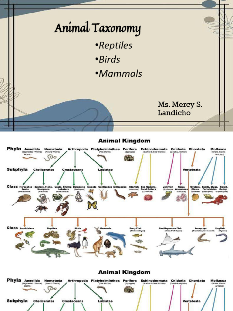 Animal Taxonomy of Reptiles, Birds, and Mammals | PDF | Reptile | Lizard