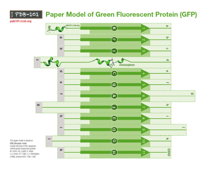 GFP Color | PDF | Green Fluorescent Protein | Physical Sciences