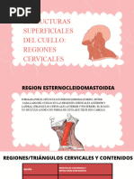 Anatomía del Cuello: Regiones y Estructuras | PDF | Piel | Cuello