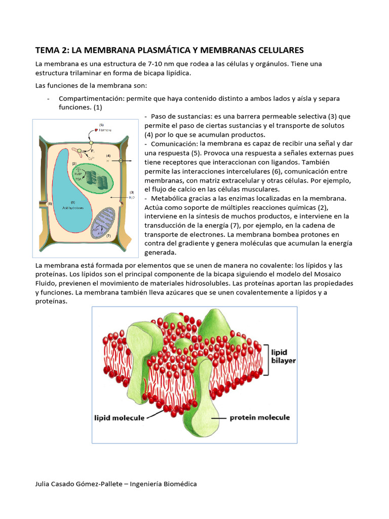 BICT Tema 02 Membrana | PDF | Sinapsis | Membrana celular
