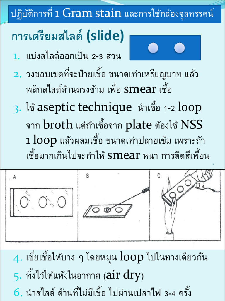 01 Gram Stain | PDF