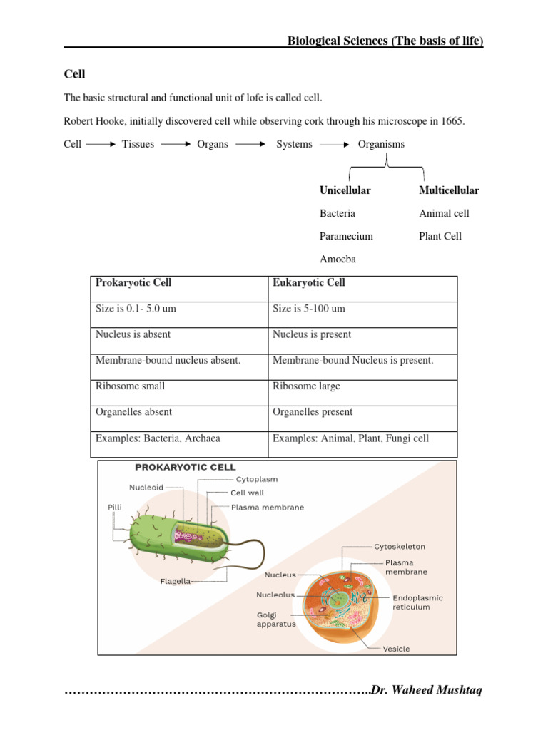 The Basis of Life | PDF | Endoplasmic Reticulum | Cell Membrane