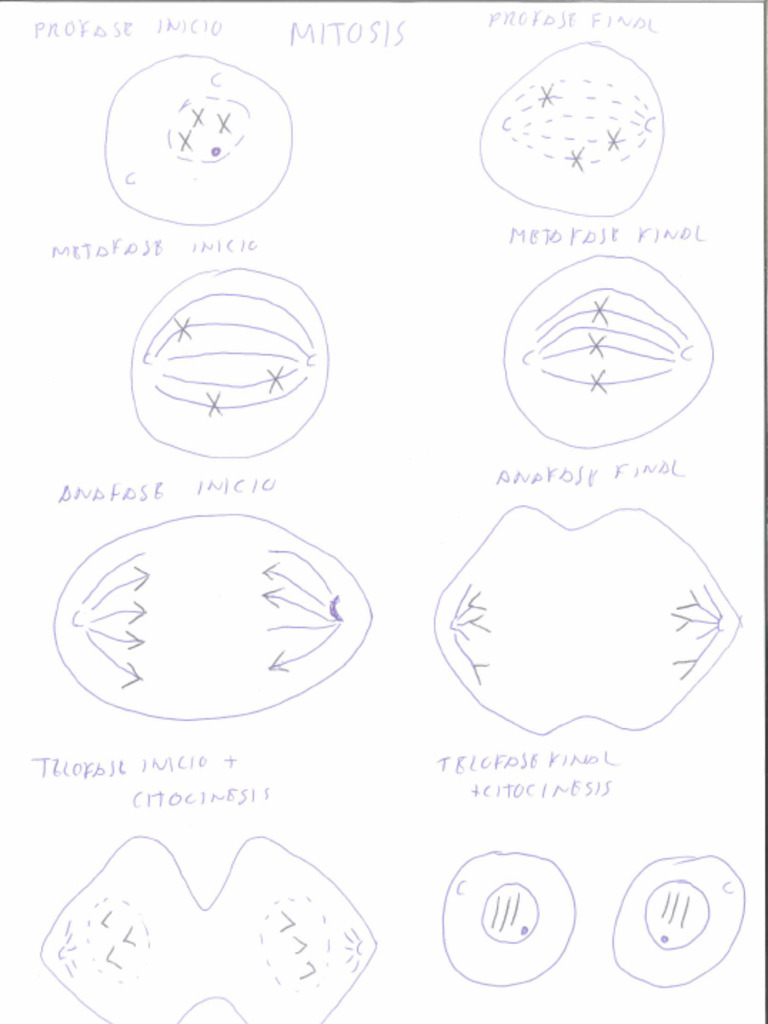 Dibujos Mitosis Meiosis | PDF