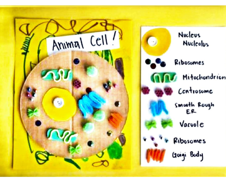 Animal Cell Structure Overview | PDF