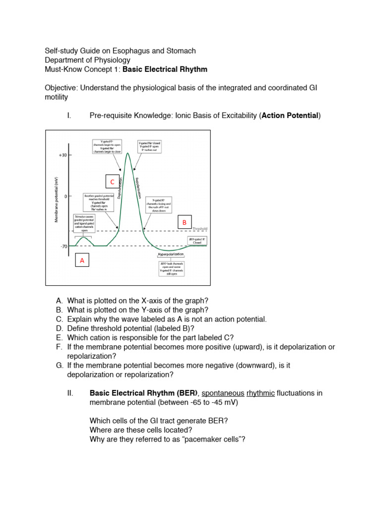 SLMCCM Self Study Guide 1 Ber | PDF | Action Potential | Anatomy