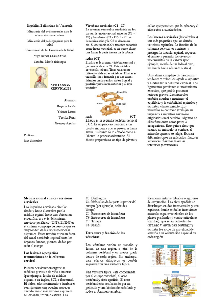 Triptico Expo Morfo | PDF | La columna vertebral | Vértebra