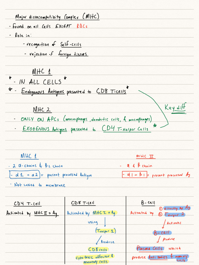 Adaptive Immunity 2 Notes | PDF