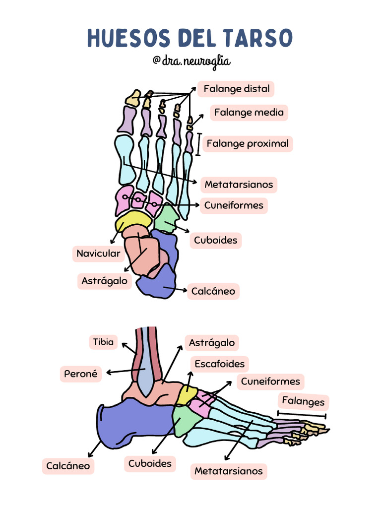 Anatomía del Tarso: Huesos y Descripción | PDF | Pie | Anatomía humana