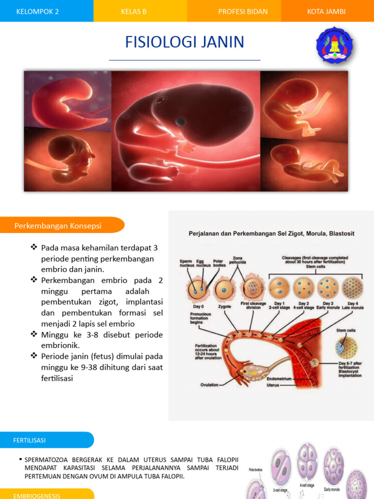PPT FISIOLOGI JANIN | PDF