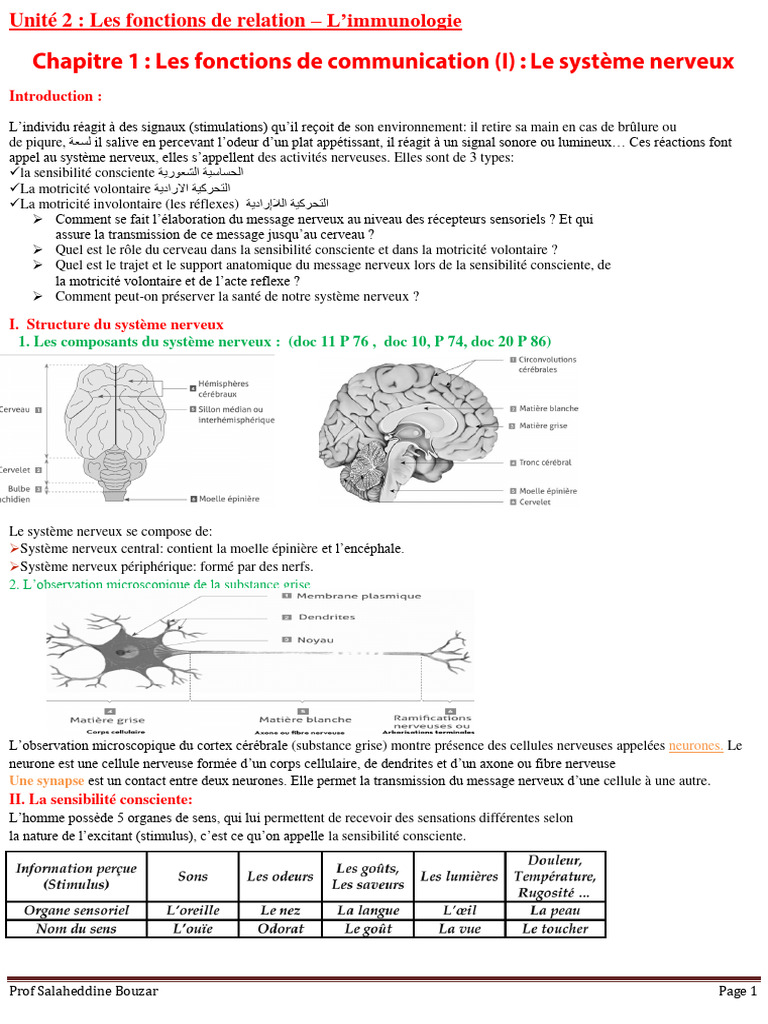 Le Systeme Nerveux Cours PDF 3 | PDF | Système nerveux | Nerf
