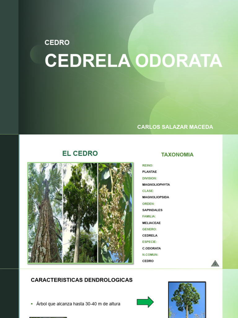 Cedrela Odorata | PDF | Morfología Vegetal | Ramas de la botánica