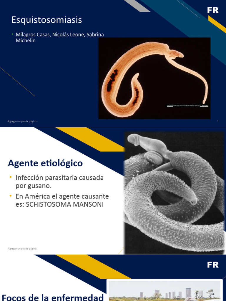 Esquistosomiasis PDF Especialidades Medicas Ciencias De La Salud