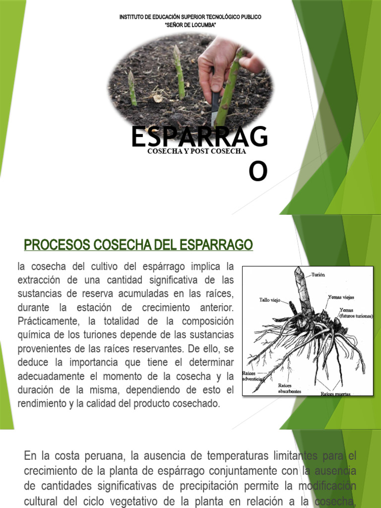 Cosecha y Postcosecha de Espárragos | PDF | Cosecha | Agua