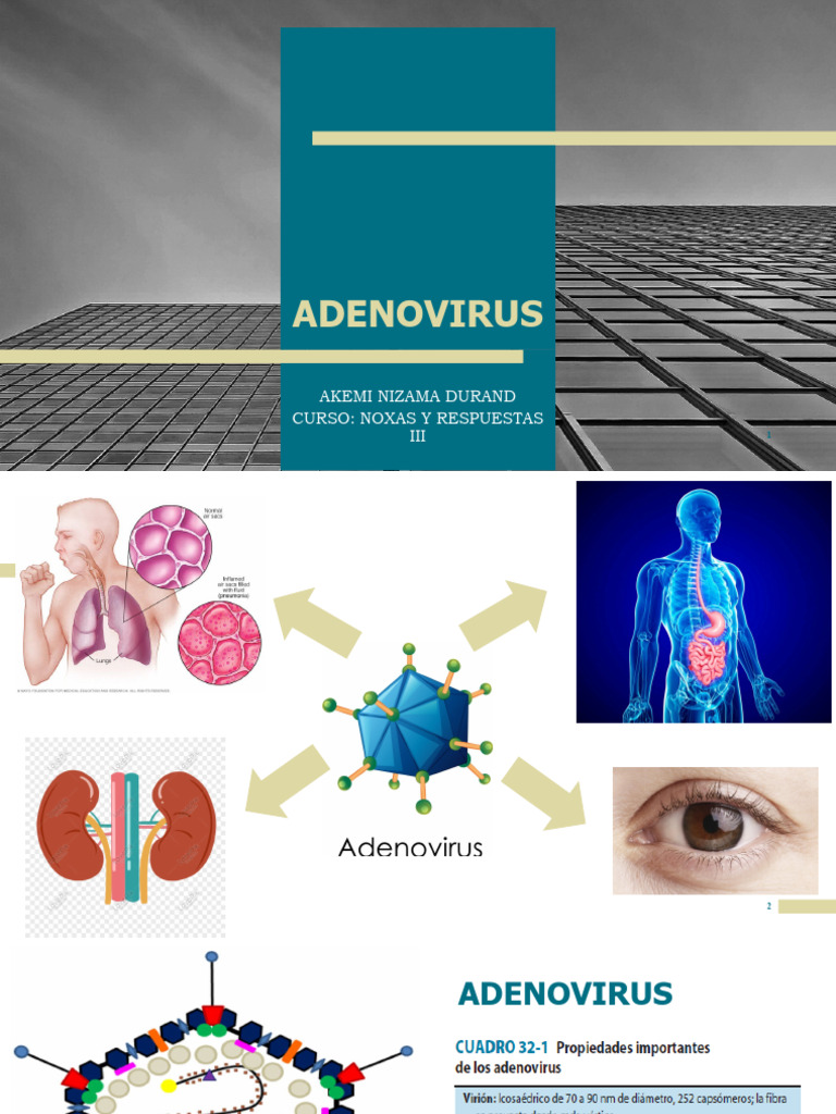 adenovirus | PDF | Sistema inmune | Citocina