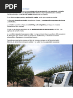 Variedad Penta de Almendro: Características | PDF | Almendra | Flores