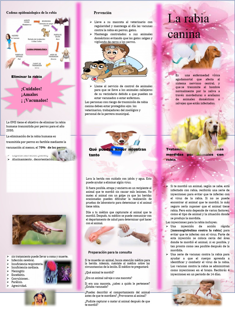 Triptico_de_la_Rabia_Canina | PDF | Rabia | Especialidades Medicas