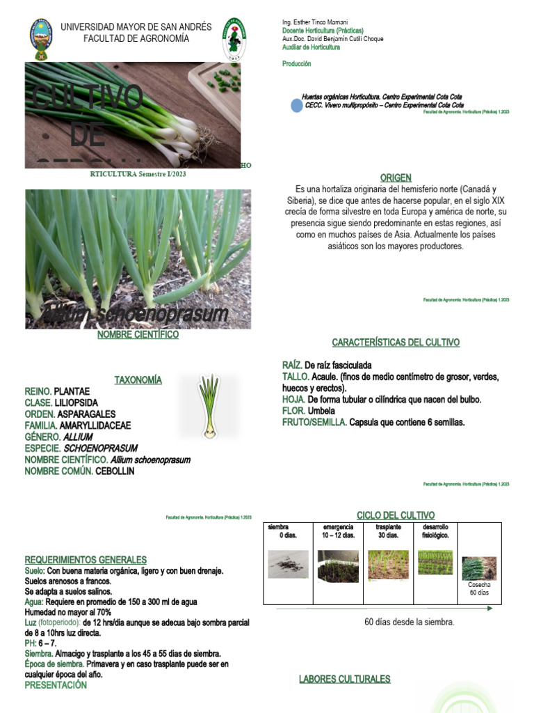 Cuadernillo Cebollin | PDF | Agronomía | Botánica