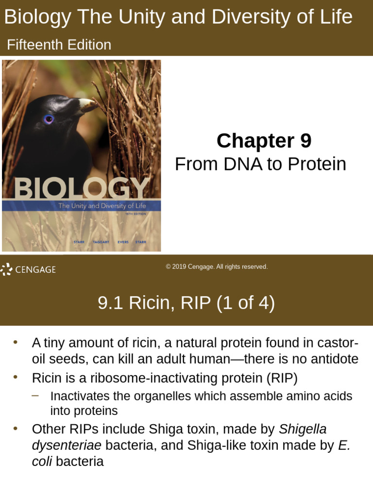 Starr - UDL - 15e - ch09 - Lecture Slides | PDF | Rna | Translation ... Starr - UDL - 15e - ch09 - Lecture Slides | PDF | Rna | Translation ...