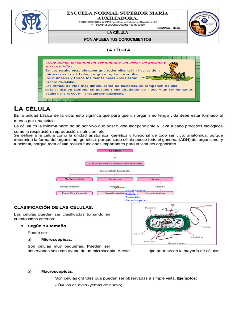 Anexo # 2 La Celula | PDF | Biología Celular) | Plantas