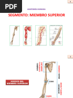 A34 Compartimentos Musculares Del Brazo y Antebrazo DR Daniel Lopez ...