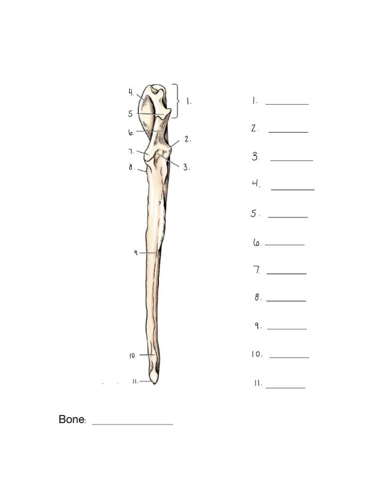 Anatomy Forelimb Diagrams | PDF | Anatomy | Morphology (Biology)