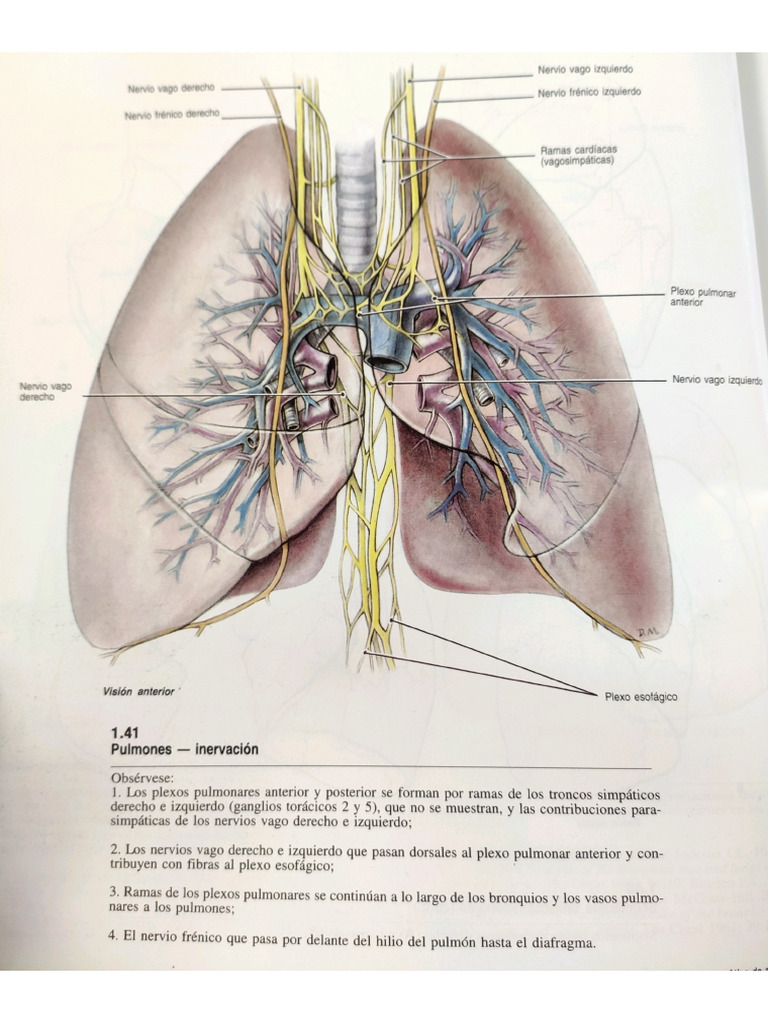 Láminas Corazón Altas Anatomía ) | PDF