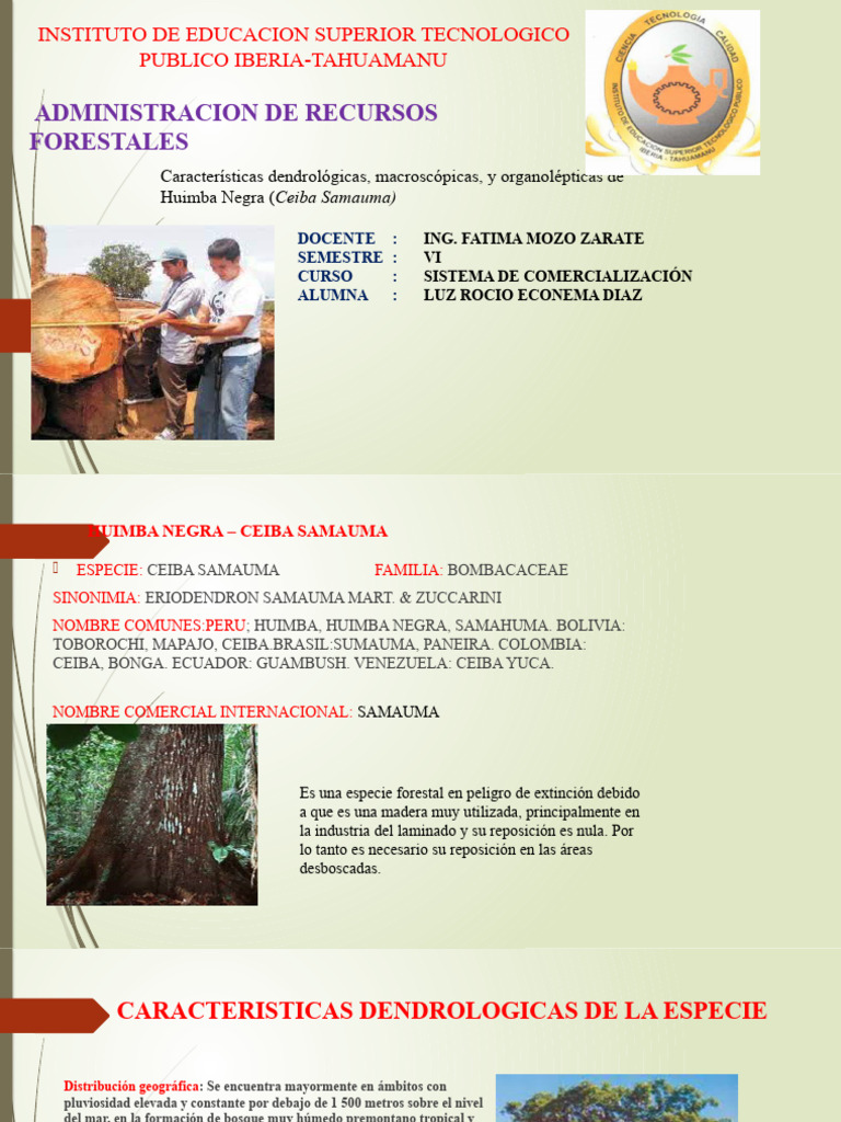 Huimba Negra | PDF | Hoja | Color