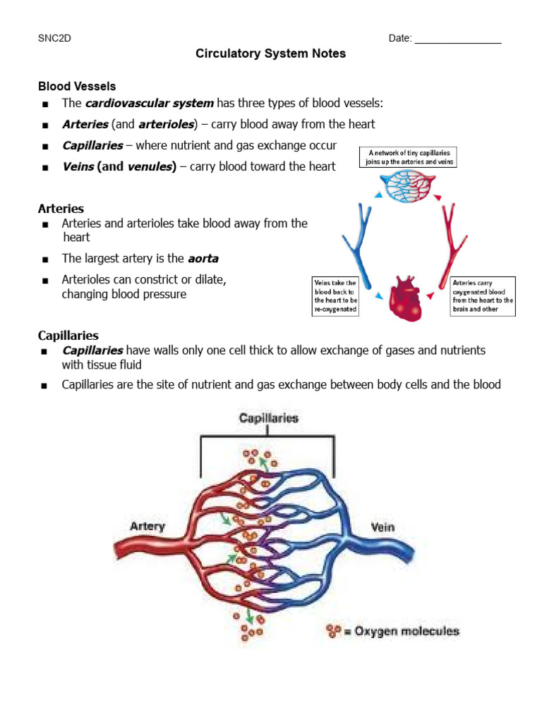 Circulatory System Notes | PDF | Heart | Artery