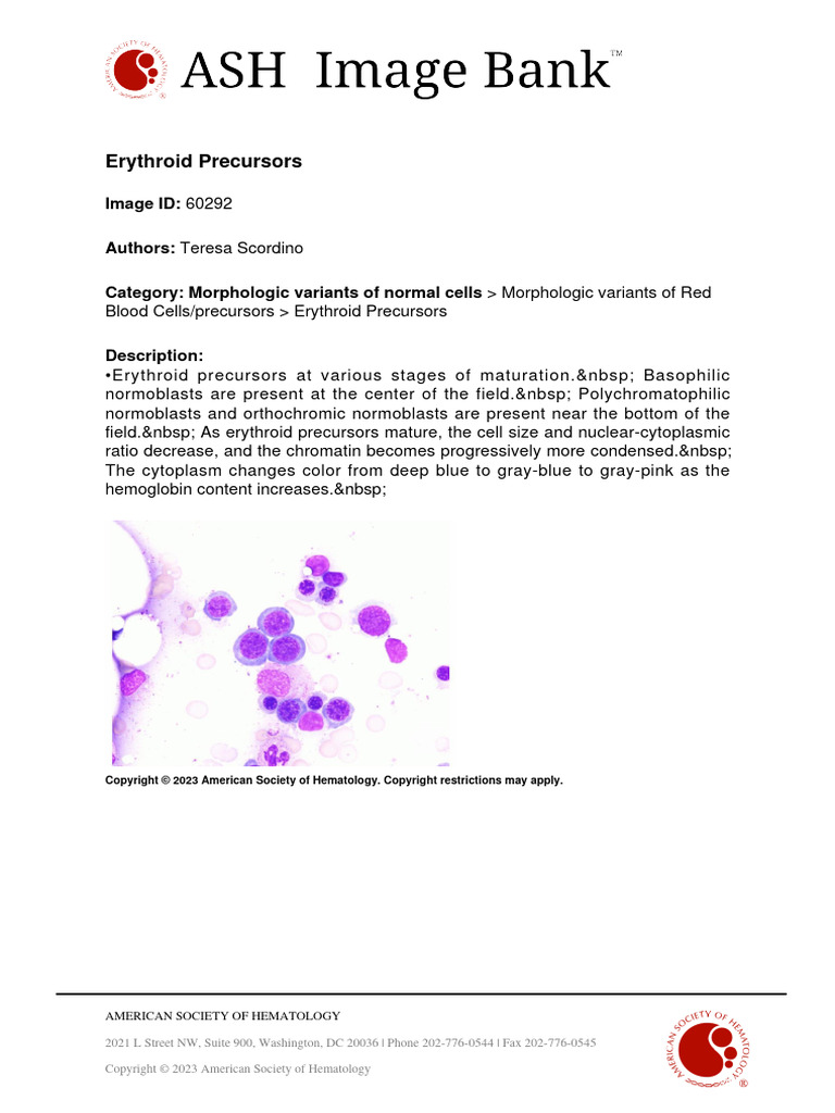 Erythroid Precursors Overview | PDF | Wellness