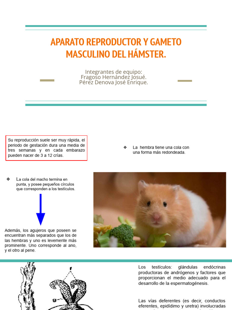 Investigación para Técnicas de Manejo Reproductivo Sobre El Aparato Reproductor y Gameto ...