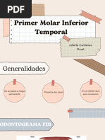 Canino Temporal Superior | PDF | Anatomia dental | Diente