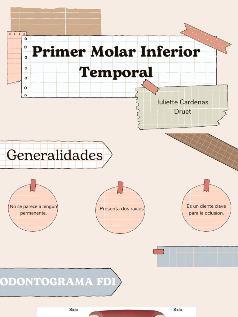 Primer Molar Inferior Temporal | PDF | Odontología | Ramas de Odontología