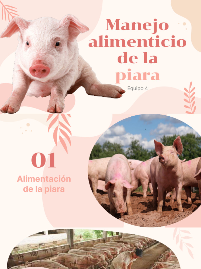 Alimentación de La Piara | PDF | Alimentos | Nutrición