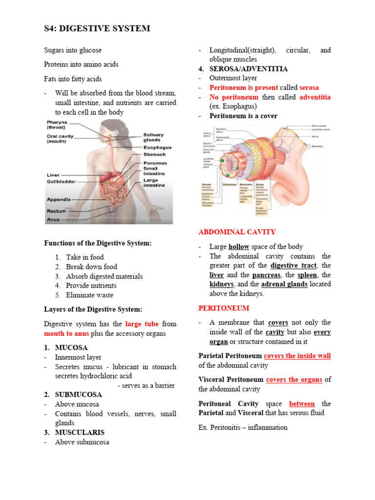 S4 Digestive System | PDF | Human Digestive System | Stomach