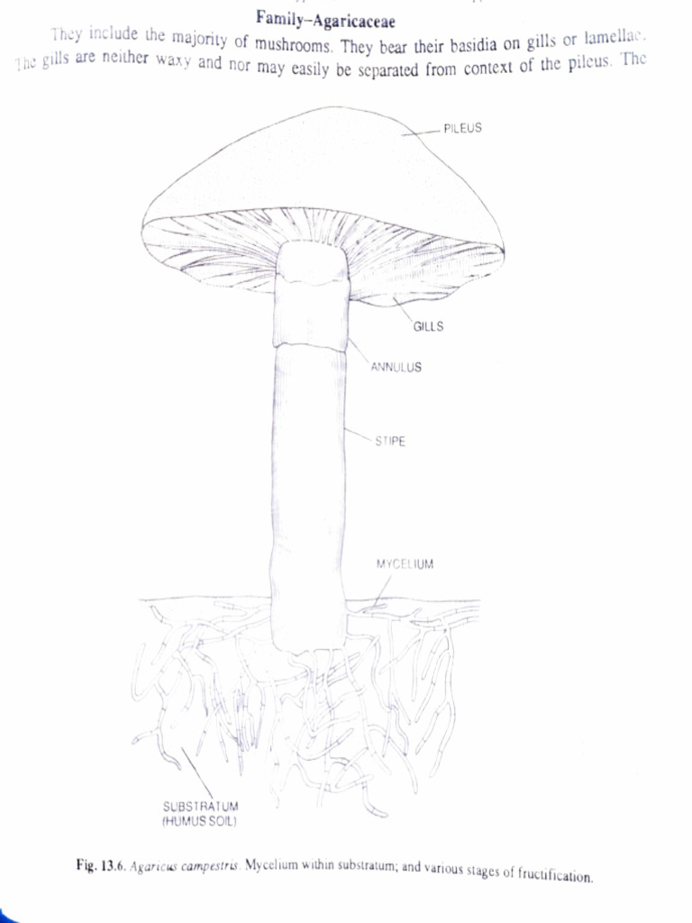Agaricus | PDF | Mushroom | Mycology