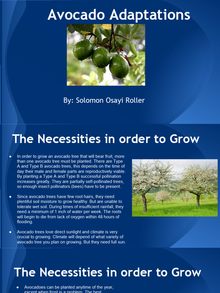 Avocado Adaptations | PDF | Trees | Leaf