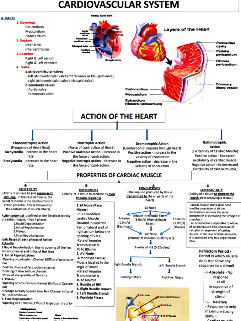 Cvs PPT Chart | PDF