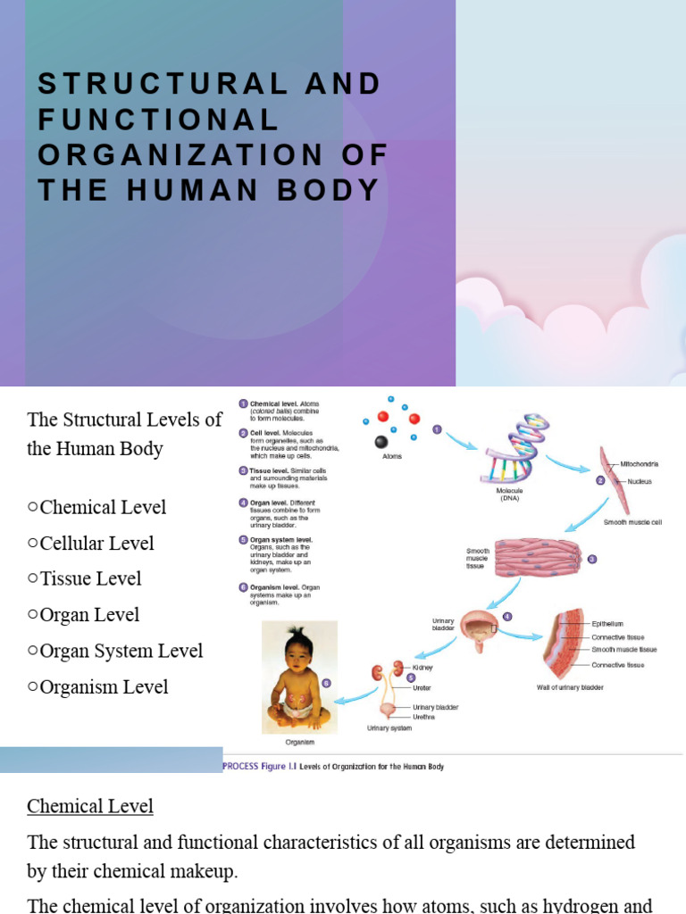 2 Structural and Functional Organization, Necessary Life Functions ...