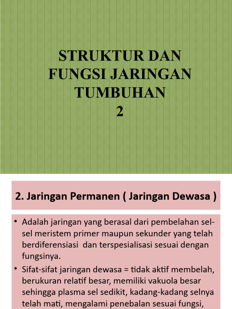 Jaringan Tumbuhan 2 | PDF | Sains & Matematika