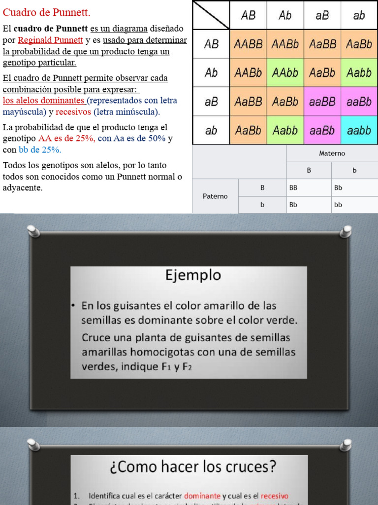 Genotipo Cuadro De Punnett