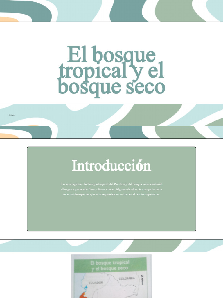 Bosques Tropicales y Secos de Perú | PDF | Zona tropical | Selva