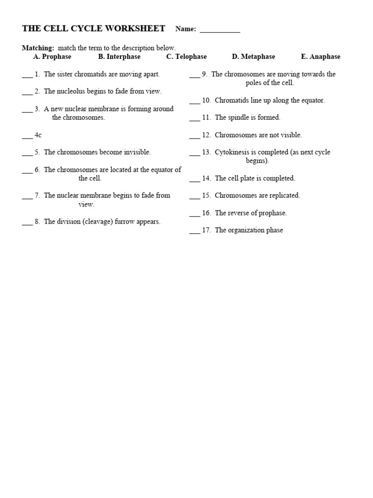Cell Division Work Sheet | PDF | Mitosis | Biochemistry