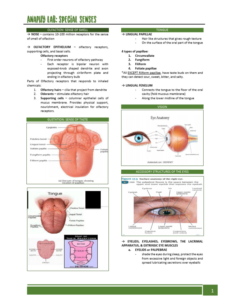 Anaphy Lab Special Senses | PDF | Ear | Taste