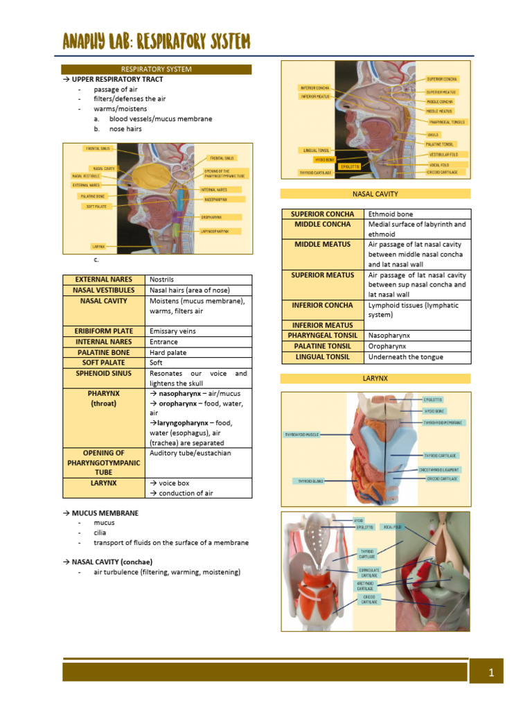 Anaphy Lab Respiratory | Download Free PDF | Lung | Respiratory System